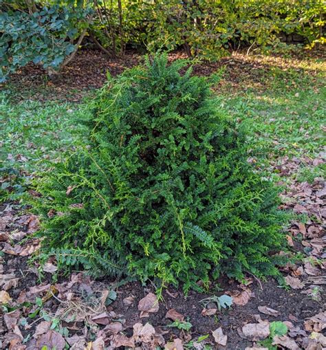 Planting More Fernspray Hinoki Cypress The Martha Stewart Blog