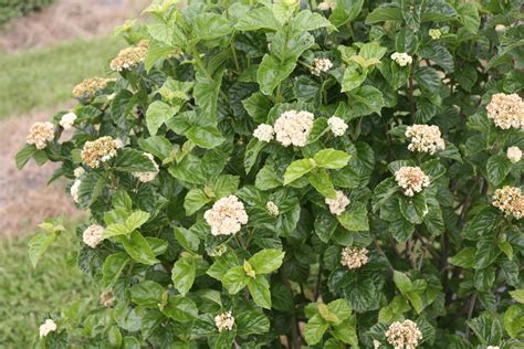 Viburnum All That Glitters® Arrowwood Viburnum Viburnum Dentatum