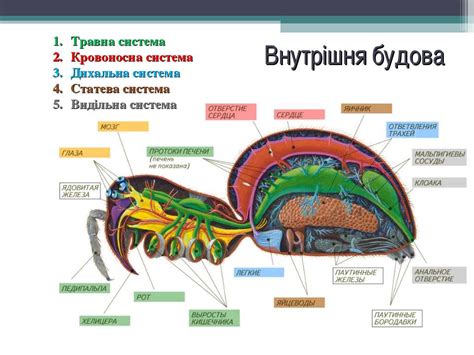 Загальна характеристика Павукоподібних презентація з біології