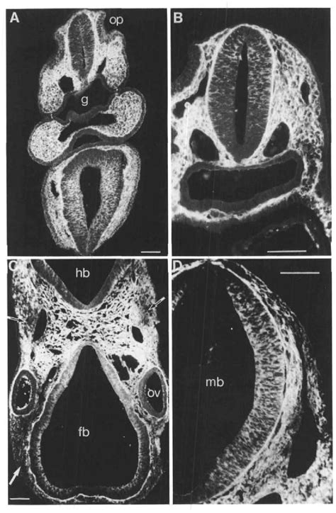 Neural Crest Cell Delamination Semantic Scholar