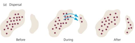 Speciation Flashcards Quizlet
