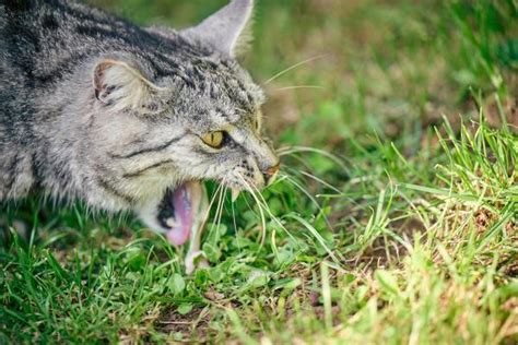 My Cat Throws Up A Clear Liquid Cat Vomiting Water