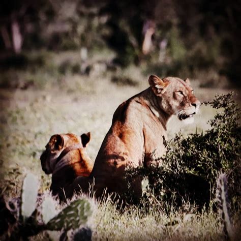 Soysambu Conservancy Home Facebook