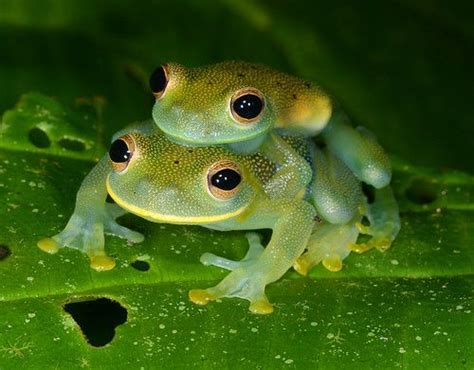 Glass Frogs In Amplexus Artofit