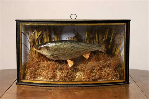 Lot 134 Taxidermy Cast A Dace