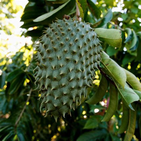 Soursop Plant Pre Order For July 2025 M M Nurseries