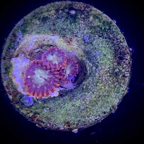 78 Let Spring Begin Aquarium Beauties