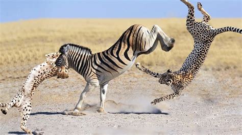 Cheetah Hunting Zebra