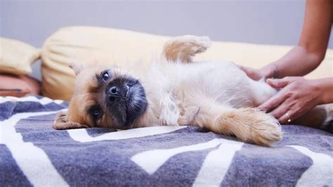 Why Is My Dogs Stomach Making Noises A Vets Guide Petsradar