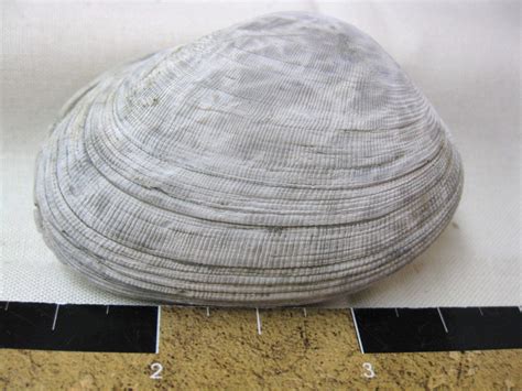 Italy Bivalve 1 Fossils For Sale