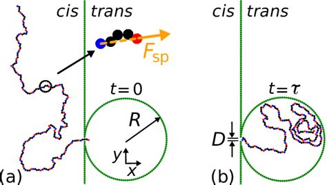 Schematic Of An Active Polymer Translocation Through A Nano Pore Into A Download Scientific