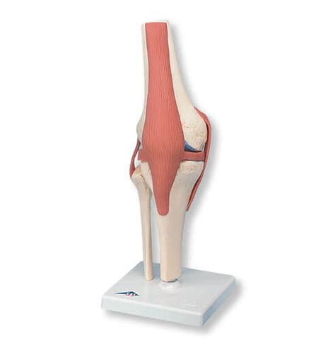 Deluxe Functional Knee Joint Model Progress Healthcare