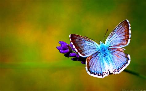 Beautiful Butterfly Wallpaper 1920x1200 11600