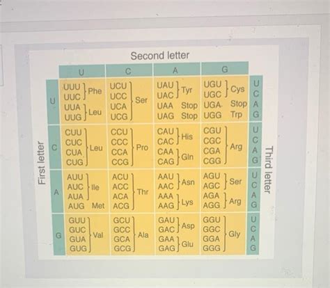 Solved Second Letter U A G ] Uauj Tyt Phe } Cys Uuc U Ucu