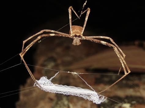 Ogre Faced Spider Netting Wild Kratts Bug Adventures New Ideas By