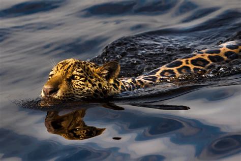 Biodiversidade Brasileira on Twitter Sem legenda Araquem Alcântara