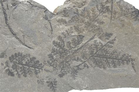4 2 Pennsylvanian Fossil Fern Sphenopteris Plate Kentucky