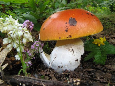 Amanita Caesarea O Guia Definitivo Dos Cogumelo