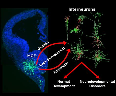 Understanding Epigenetic Regulation Of Interneuron Development Nichd