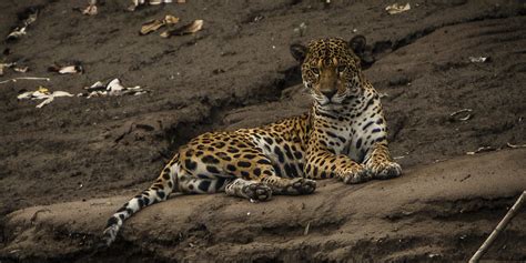 Best Amazon Wildlife Tour In Peru Which Manu National Park Tour Should