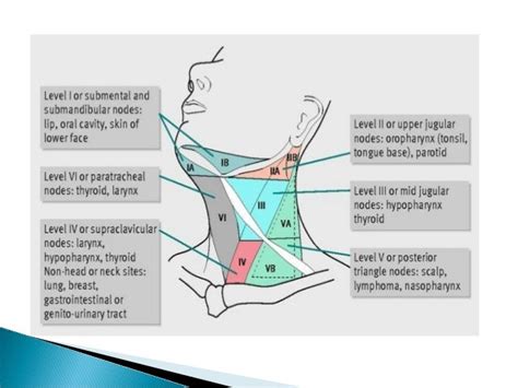 Neck Dissection
