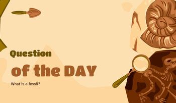 Fossils Rock Layers By Baian Abu Atieh TPT