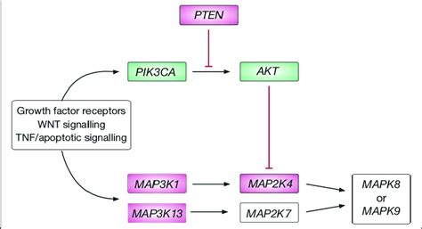 2 Jun Kinase Signalling Pathway This Schema Taken From Stephens