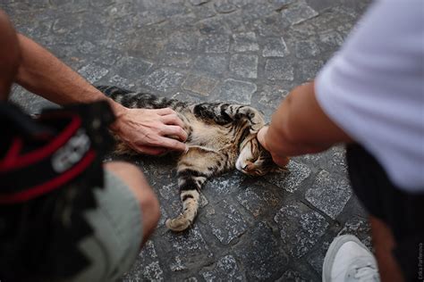 Почему котики такие милые Эрика Парфёнова Дзен