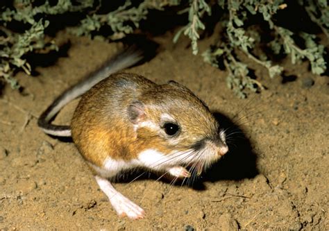 Kangaroo Rats Are Desert Dwellers Lifeform Of The Week