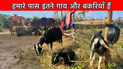 Village Farming Vlog Indian Village Life Abdulranivlogs Youtube