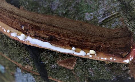 Natural Rubber And Latex Weber And Schaer