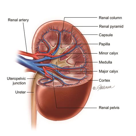 Renal Pelvis Location In Body