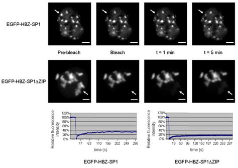 The Hbz Sp1 Protein Dynamically Associates With Subnuclear Foci In