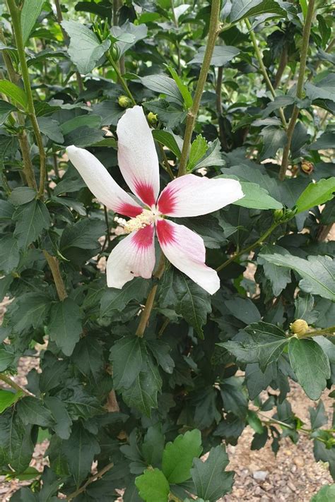 [플가] 무궁화 화합 Hibiscus Syriacus Hwahap