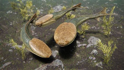 Sacabambaspis Janvieri Ordovician Fish By Huykhoi2407 On Deviantart