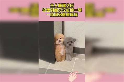 主人睡醒之后没想到看见这样的一幕一瞬间治愈感满满 治愈 主人