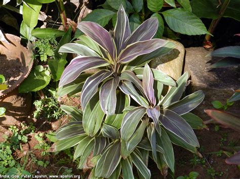 Succulent Atlas - Peter Lapshin