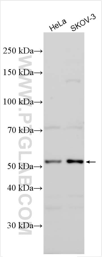 Itgbl1 Antibody 30010 1 Ap Proteintech