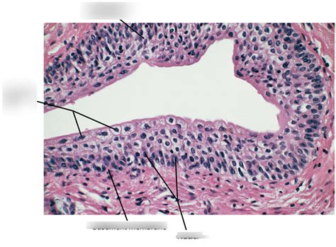 Exam 3 Histology Transitional Epithelium Urinary Bladder Cross