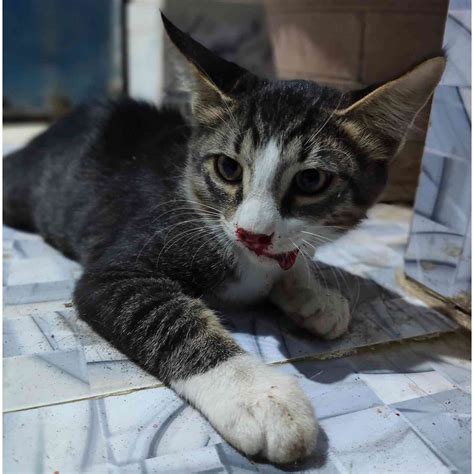 Donate To This Bleeding Kitten Support Animal Welfare With Cuddly