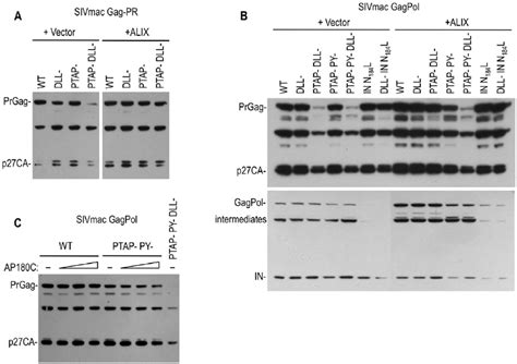 Effects Of Clathrin Tsg101 And Alix On The Levels Of Sivmac Gag And