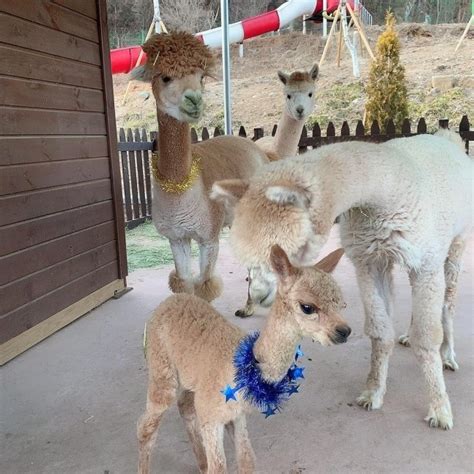봉화 산타마을서 태어난 새끼 알파카 메리와 크리스 디스패치 뉴스는 팩트다