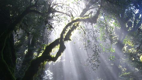 Orion Magazine Meet Te Urewera The New Zealand Rainforest That Has