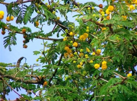 Babool Vachellia Nilotica At Best Price In Ernakulam Id 3967273