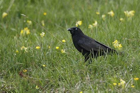 Pie bavarde corneille noire Haut Jura Bétails de min coin