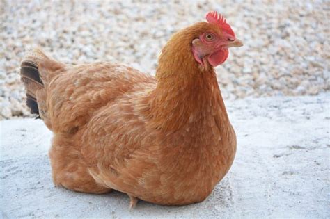 Poules pondeuses quelles sont les meilleures sur le marché
