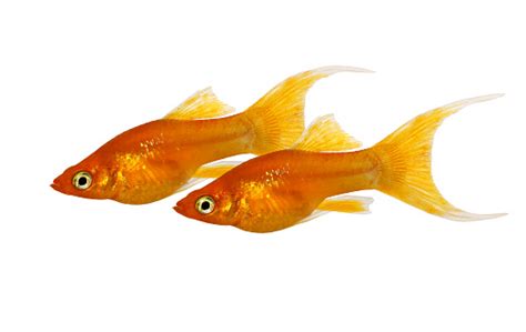 황금 거문고 꼬리 몰리 Poecilia Latipinna 수족관 물고기 물고기에 대한 스톡 사진 및 기타 이미지 물고기