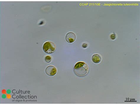 Jaagichlorella Luteoviridis