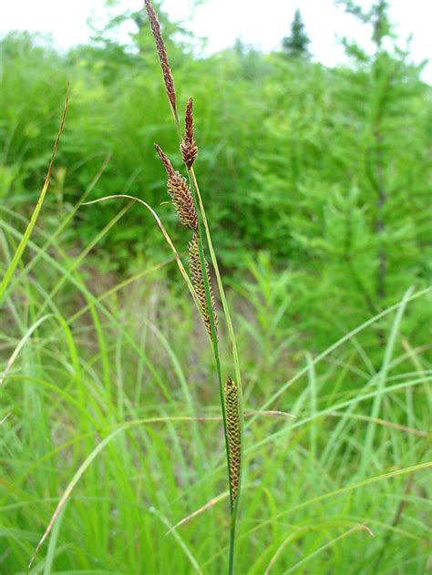 Carex Stricta Tussock Sedge Go Botany
