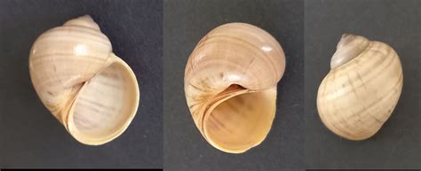 Naticidae